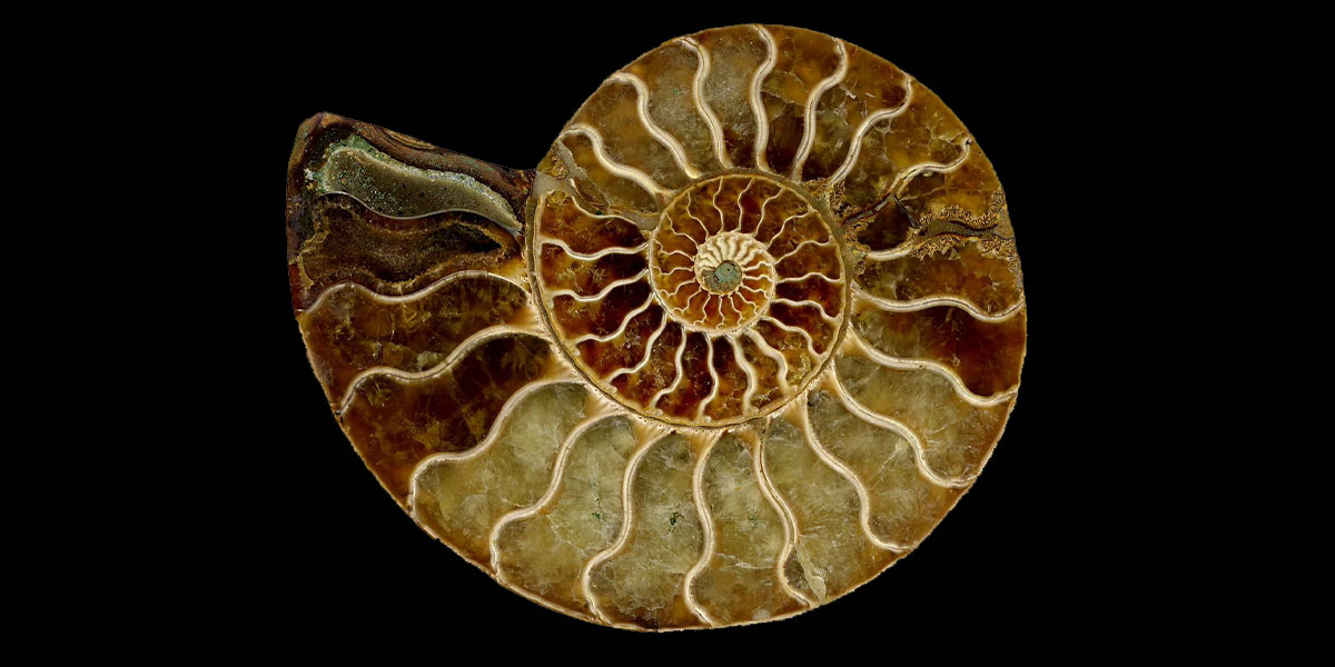 fossil-shell-spiral-labyrinth-jung-ALaskas – Friends of the Labyrinth ...