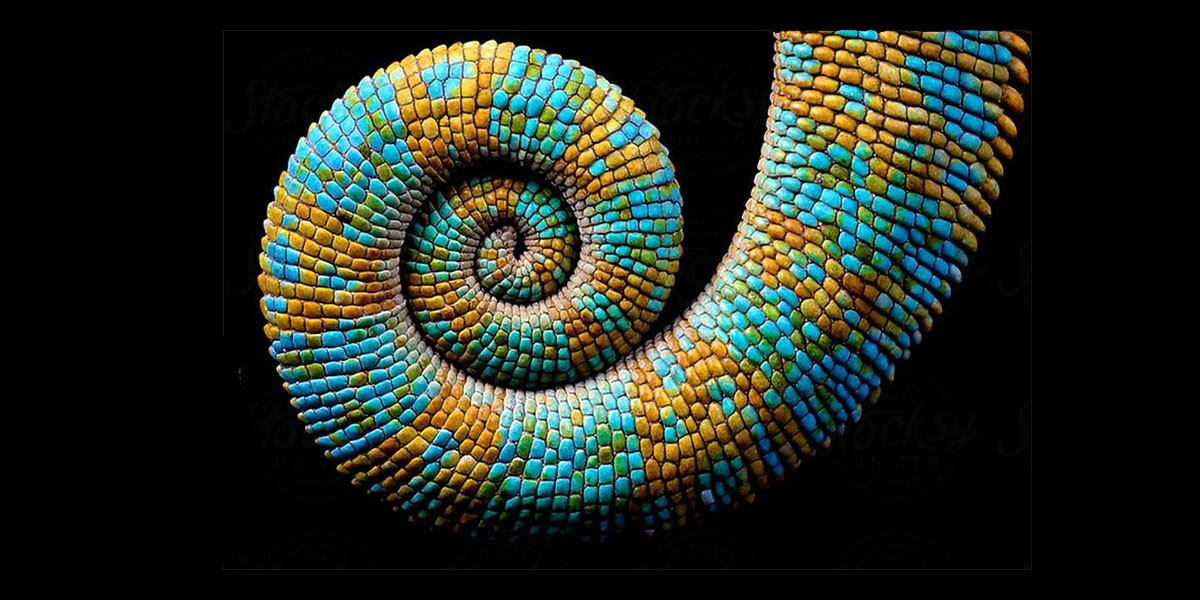 spiral-labyrinth-jung-fiddlehead-alaska – Friends of the Labyrinth ...